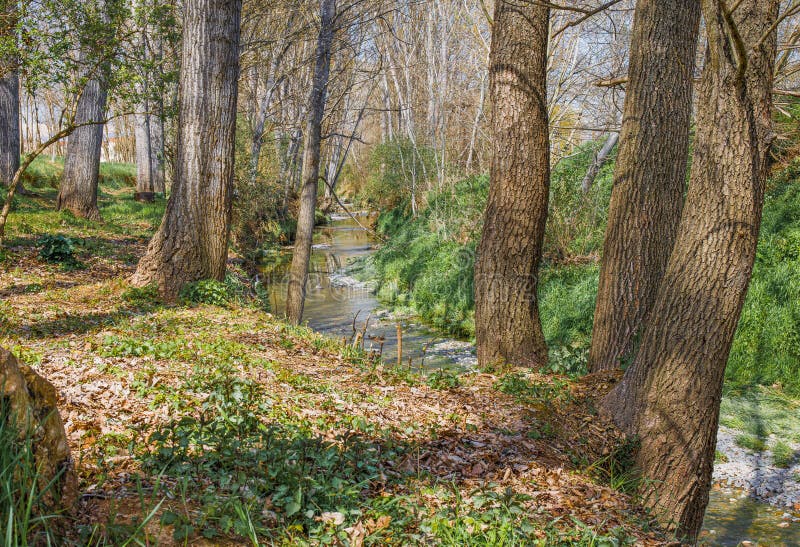 Riverine Forest of the Gurri River Stock Image - Image of northern ...