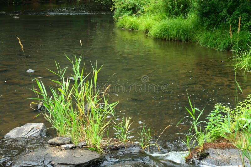 Rivers edge stock image. Image of clear, green, creek - 2929125