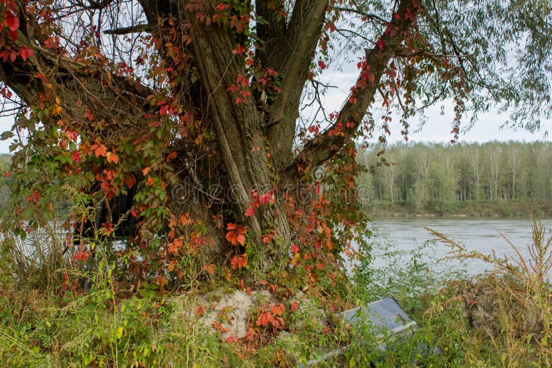 A rivers edge stock image. Image of peaceful, landscape - 76582569