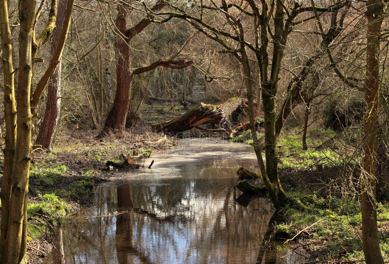 Rivers - Fallen Tree in a Woodland Stream Stock Photo - Image of plants ...
