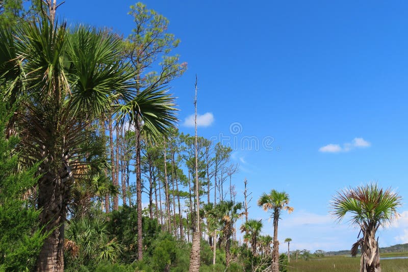 Rivers and Marshes in North Florida Nature Stock Photo - Image of ...