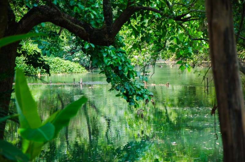 Rivers and trees stock image. Image of sunlight, park - 101797877
