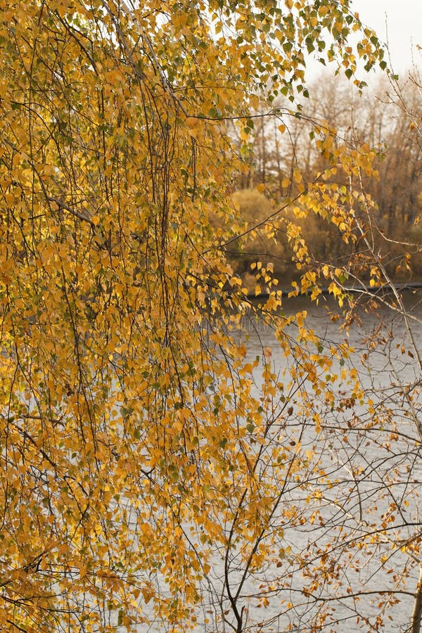 Riverside Birch Tree with Fall Foliage Stock Photo - Image of closeup ...