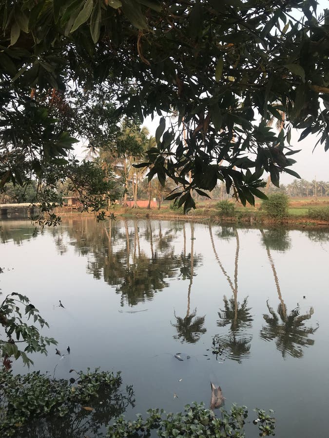 Riverside Coconut Trees Reflecting Stock Image - Image of riverside ...
