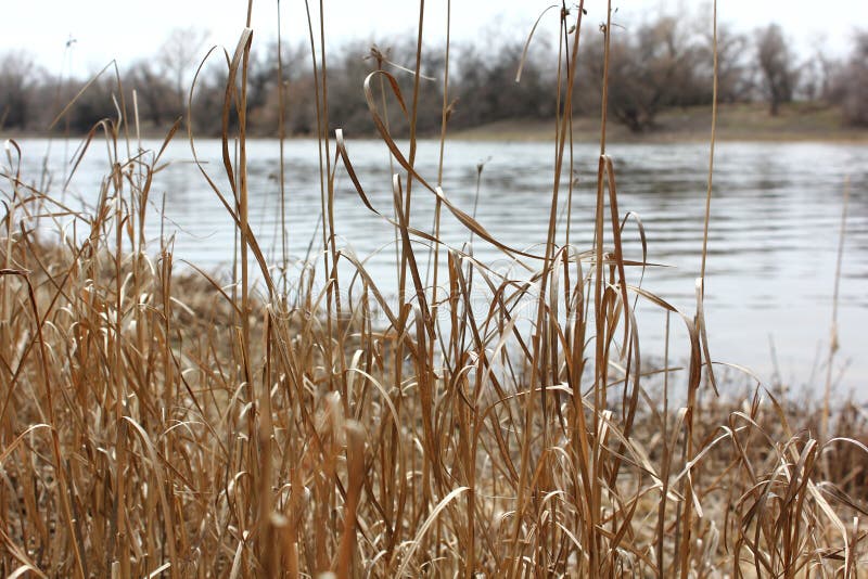 21,755 Riverside Grass Stock Photos - Free & Royalty-Free Stock Photos ...