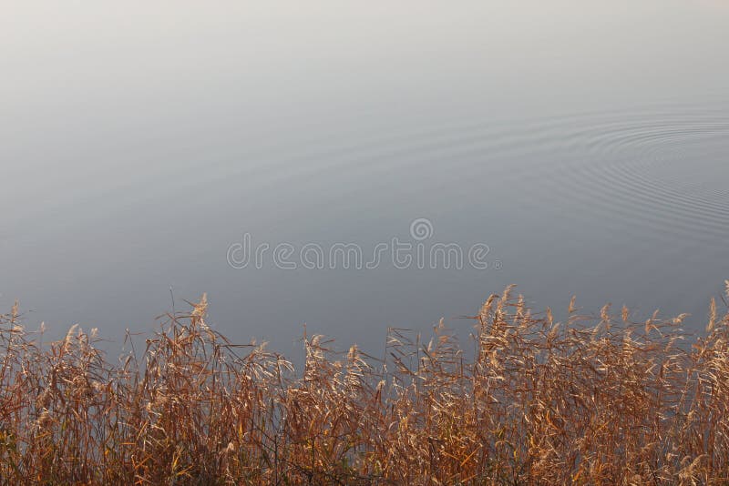 Riverside stock photo. Image of reed, river, rings, flora - 33700422