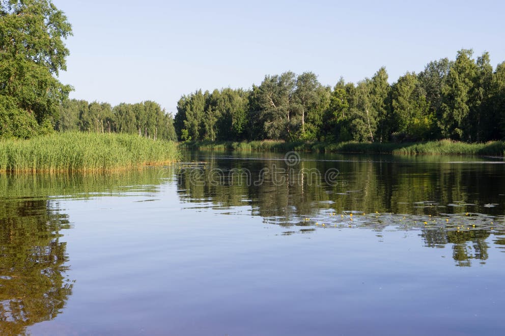 By Riverside in Early Summer Morning Stock Image - Image of grass ...