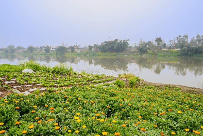 Riverside Flowering Fields in Foggy Sunny Spring Stock Image - Image of ...