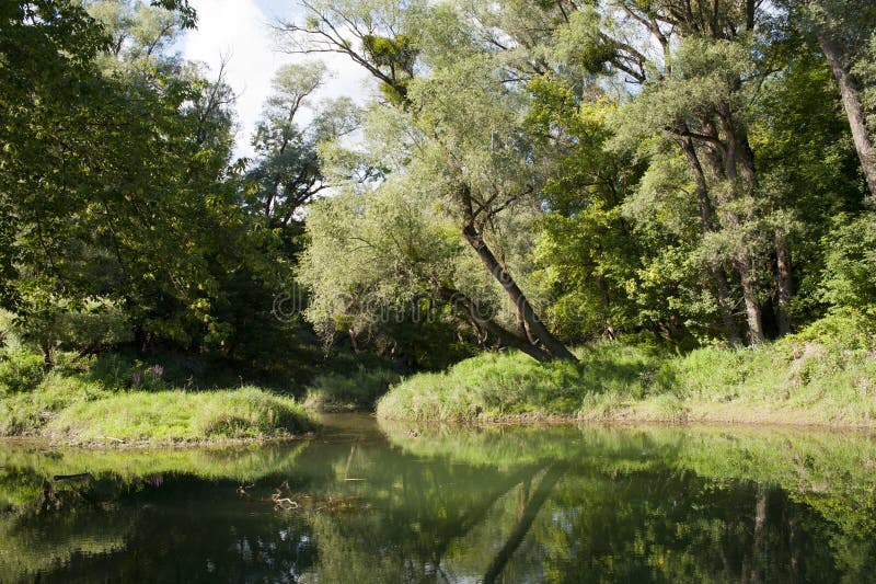 Riverside forest stock photo. Image of lakeside, danube - 88024390