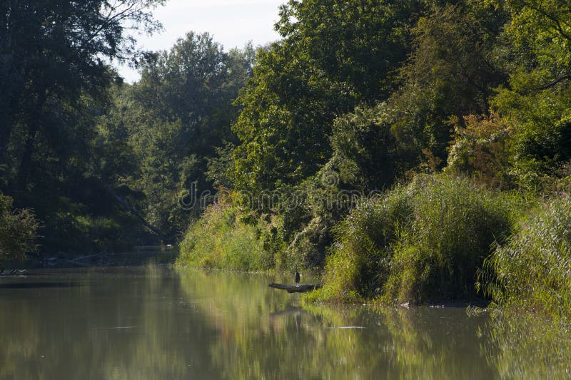 Riverside forest stock image. Image of nature, poplar - 88024521