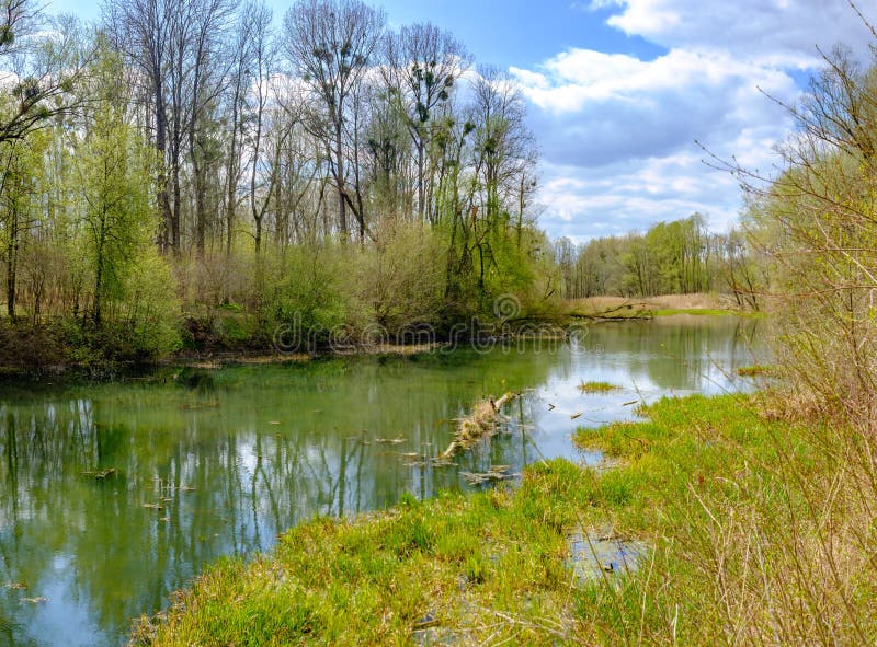 Riverside Forest Nearby the Danube River Stock Photo - Image of grass ...
