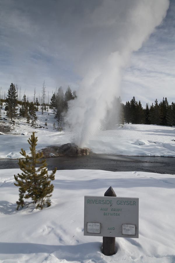 Riverside Geyser Yellowstone National Park Stock Image - Image of ...