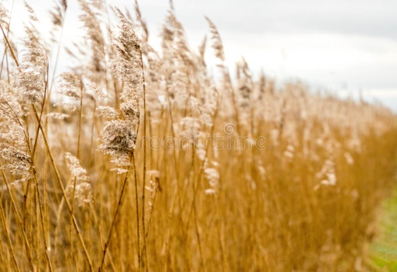 Riverside Hedge Row stock image. Image of long, plantation - 171692851