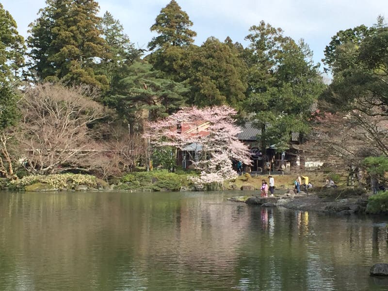 Riverside/Lakeside with Sakura Trees beside Stock Photo - Image of ...