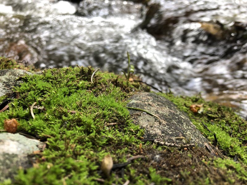 Riverside moss stock photo. Image of side, moss, water - 254110024