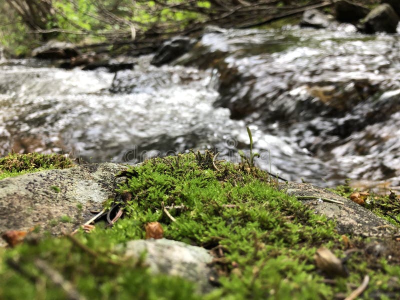 Riverside moss stock photo. Image of side, creek, outdoor - 254110026