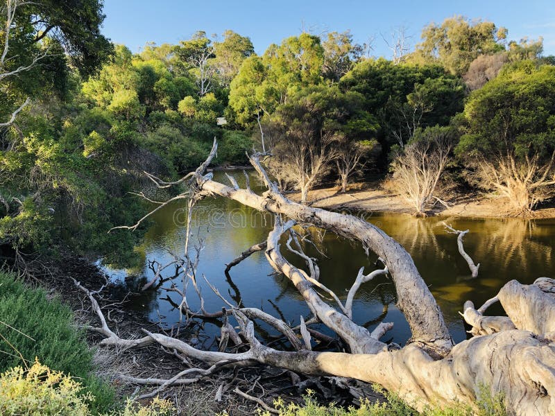 Riverside oasis stock photo. Image of riverside, river - 139617026