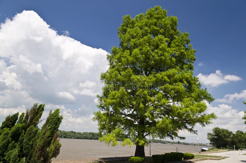 Riverside Park in Ruse Town Stock Photo - Image of embankment, tree ...