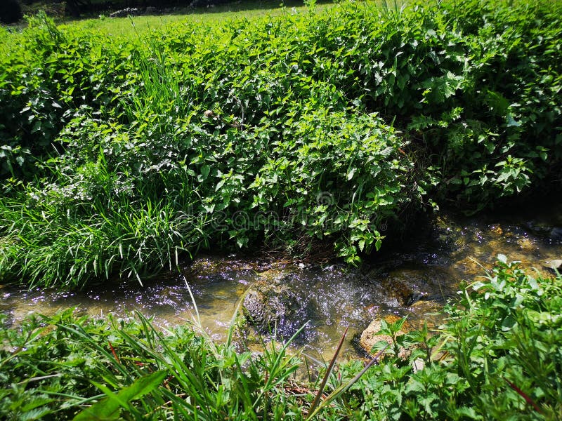 Riverside Plants and Vegetation in the Mountains Stock Image - Image of ...