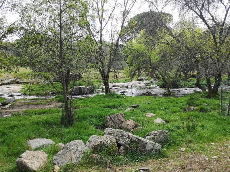 Riverside Plants and Vegetation in the Mountains Stock Photo - Image of ...