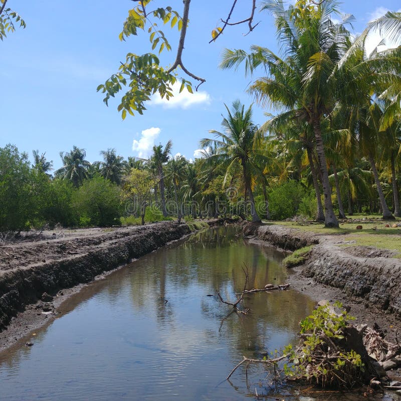 Riverside stock photo. Image of river, tropical, riverside - 118669128