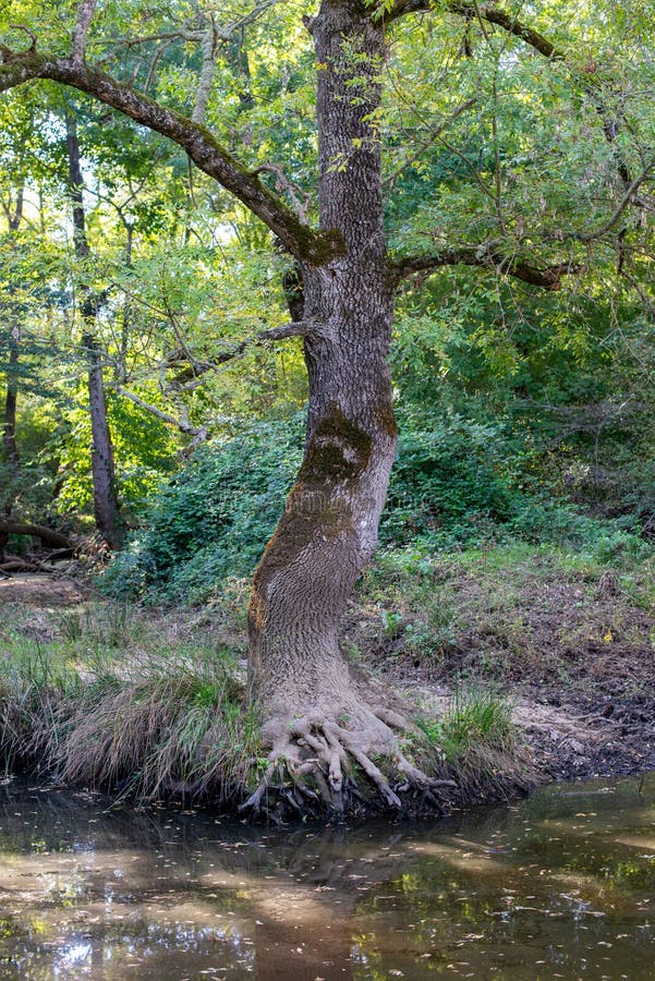 Riverside Tree with Exposed Roots Stock Photo - Image of woodland ...
