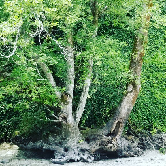 Riverside Tree of life stock image. Image of tree, life - 208379851