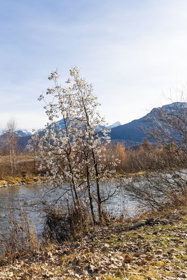 Riverside Tree with Mountain Backdrop Stock Image - Image of ...