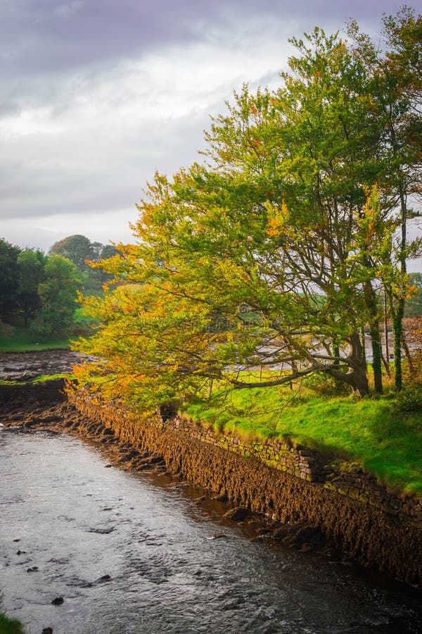Riverside tree stock photo. Image of tree, blue, river - 83409016
