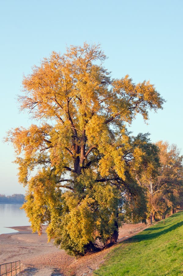 Riverside trees. stock photo. Image of branches, shadow - 62823088
