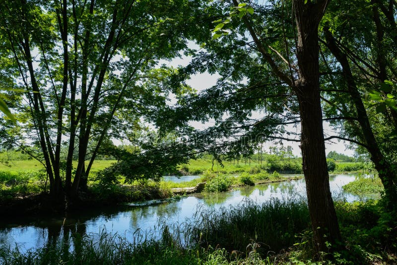 Riverside Trees in Sunny Summer Stock Image - Image of stream ...