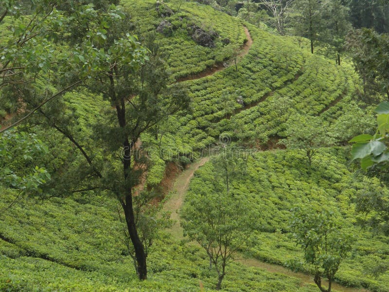 Riveston Tea State in Sri Lanka Stock Photo - Image of province, state ...