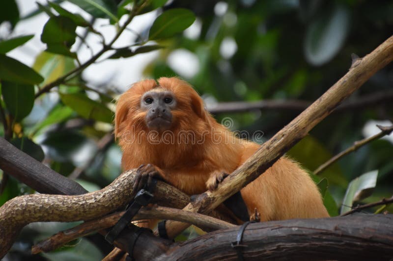 Riveted Golden Lion Tamarin Monkey on a Branch Stock Image - Image of ...
