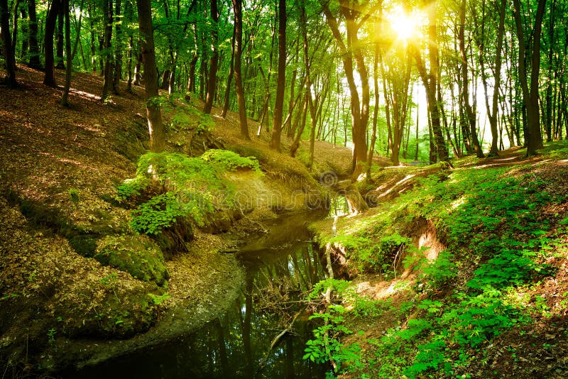 Horizontal Panoramique De Rivière De Forêt Photo stock - Image du ...