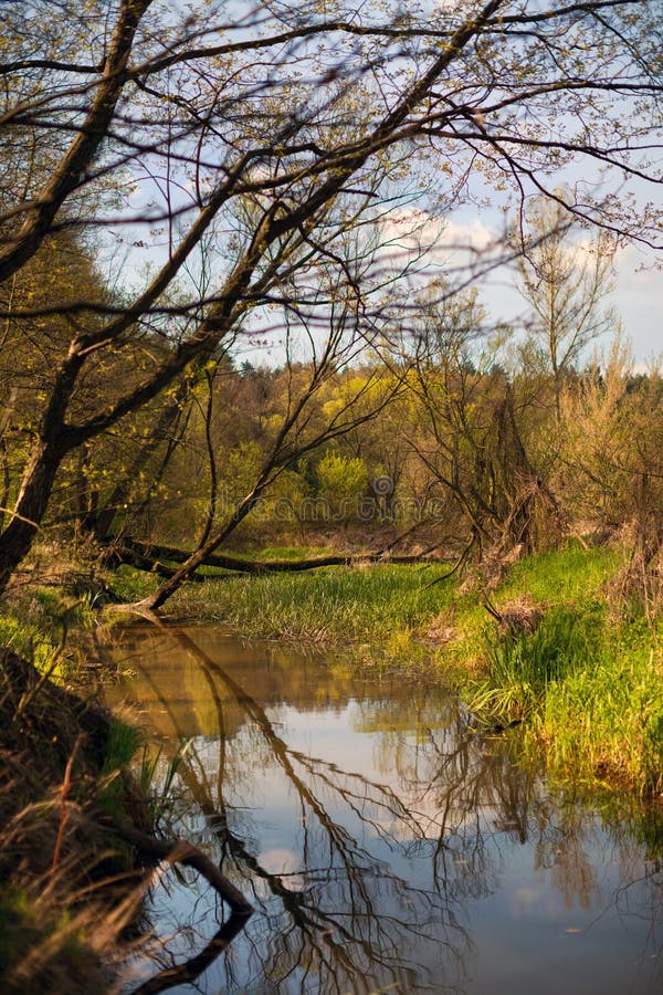 Fleuve Warta - Pologne image stock. Image du oder, occidental - 15895001