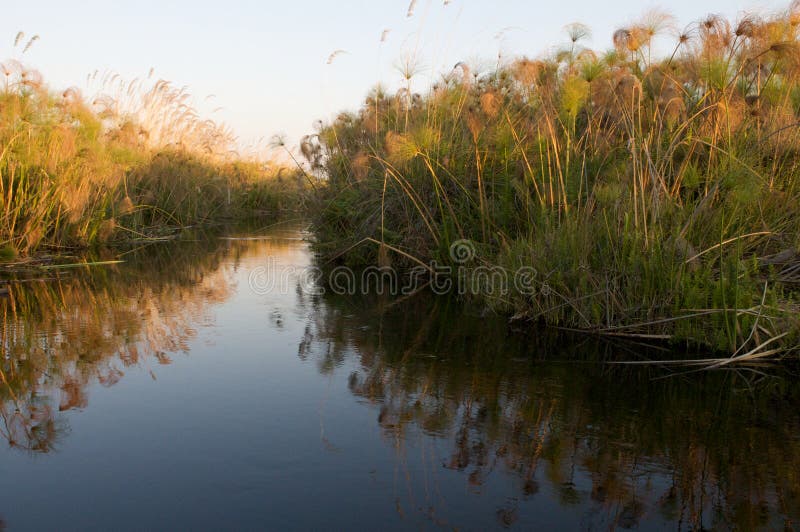 Rivier in Delta Okavango stock foto. Image of bezinningen - 6207928