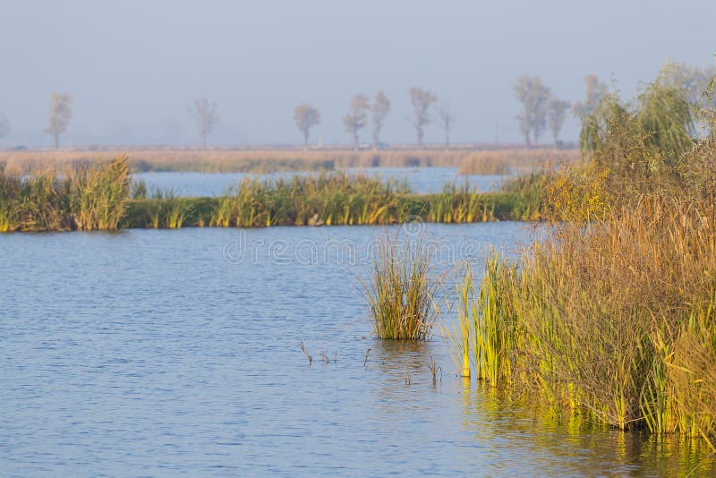 Rivier deltariet stock afbeelding. Image of milieu, specifiek - 62033953