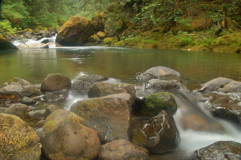 Rivier door een bos stock afbeelding. Image of ecosysteem - 1285015