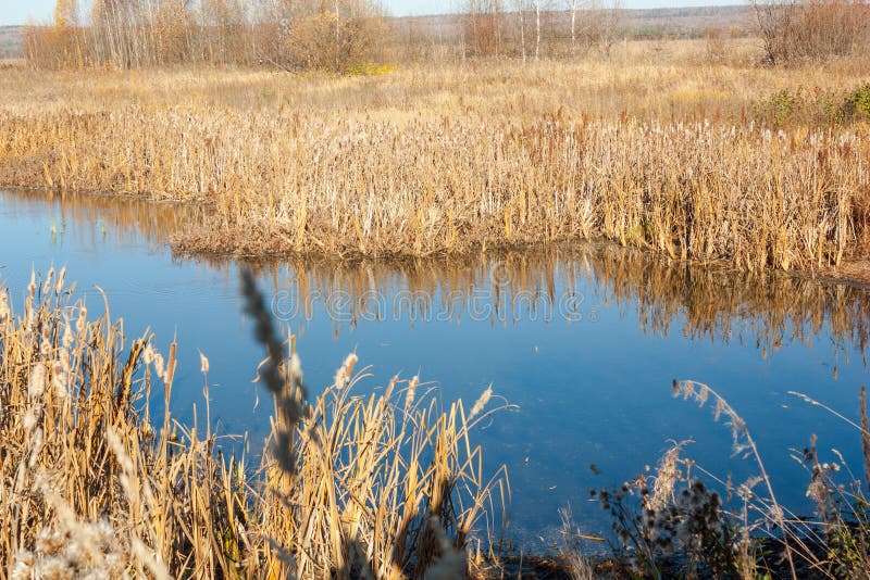 Riet bij de rivier stock foto. Afbeelding bestaande uit water - 22383590
