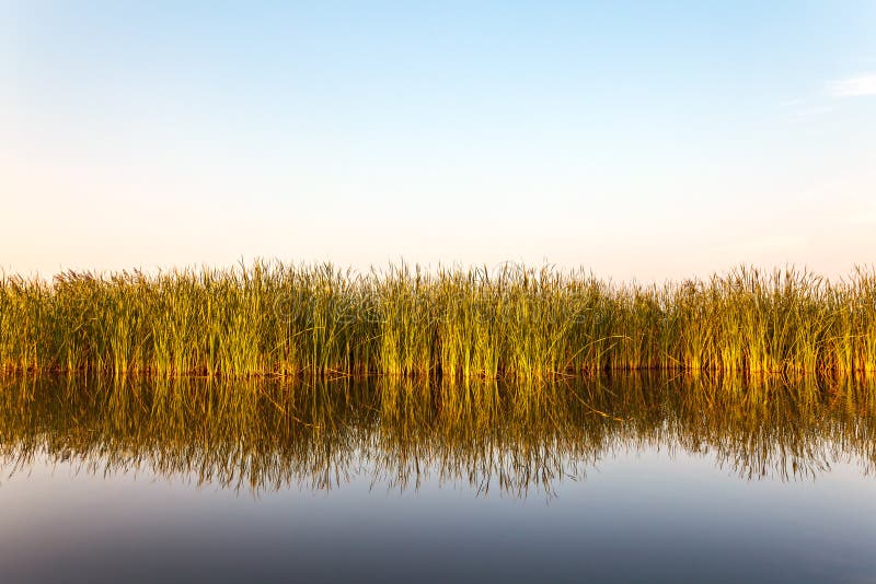 Rivier Met Riet in Friesland, Nederland Stock Foto - Image of nederland ...