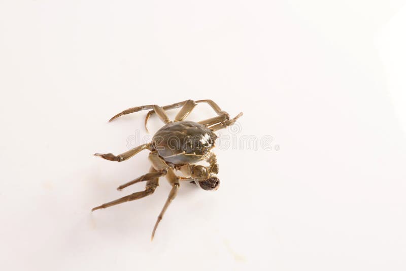 Rivierkrab Een Soort Chinese Krab Stock Afbeelding - Image of harig ...