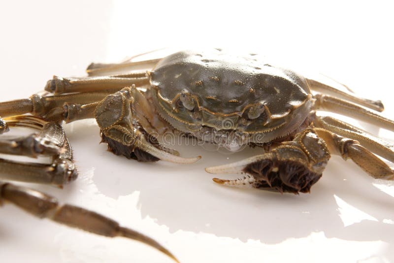 Rivierkrab--een Soort Chinese Krab Stock Afbeelding - Image of meer ...