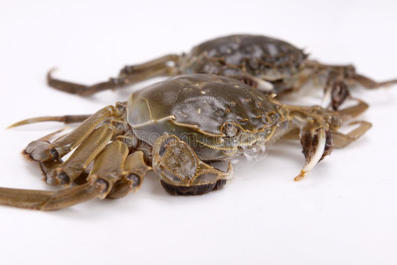 Rivierkrab - Een Soort Chinese Krab Stock Afbeelding - Image of reis ...