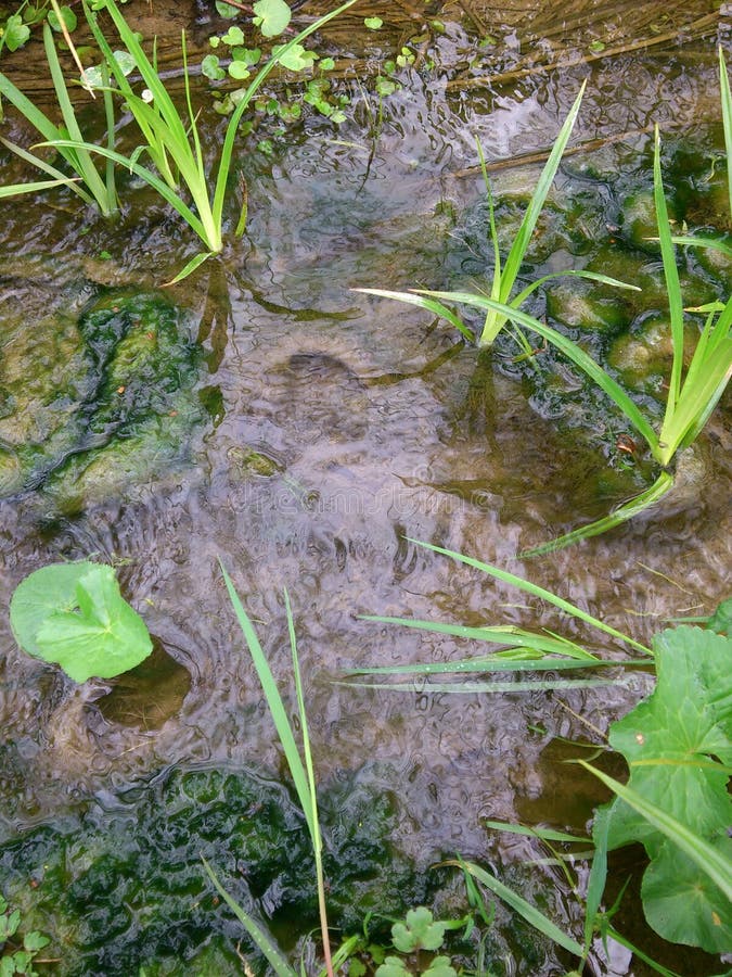 Rivulet Stock Photos - Download 5,481 Royalty Free Photos