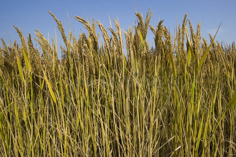 Riz image stock. Image du automne, porcelaine, clear - 17229417