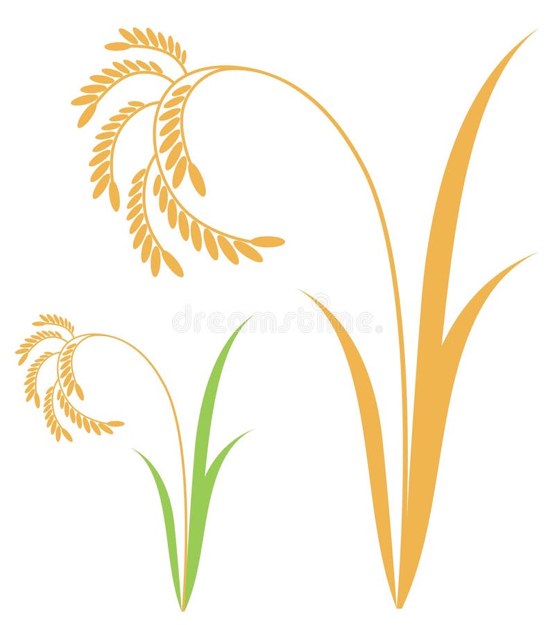 Riz illustration de vecteur. Illustration du moisson - 32512723