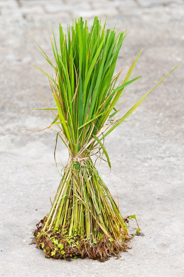 Riz image stock. Image du vert, détail, ferme, centrale - 32522667