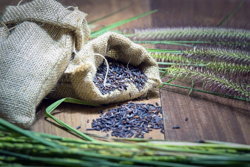 Riz photo stock. Image du nourriture, centrale, blé, collecte - 64100832