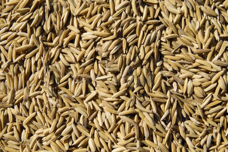Riz cru image stock. Image of fond, paddy, graines, texture - 5350917