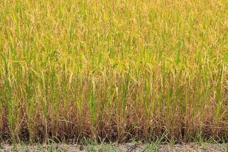 Centrale De Riz Dans Le Paddy Image stock - Image du birmanie, économie ...
